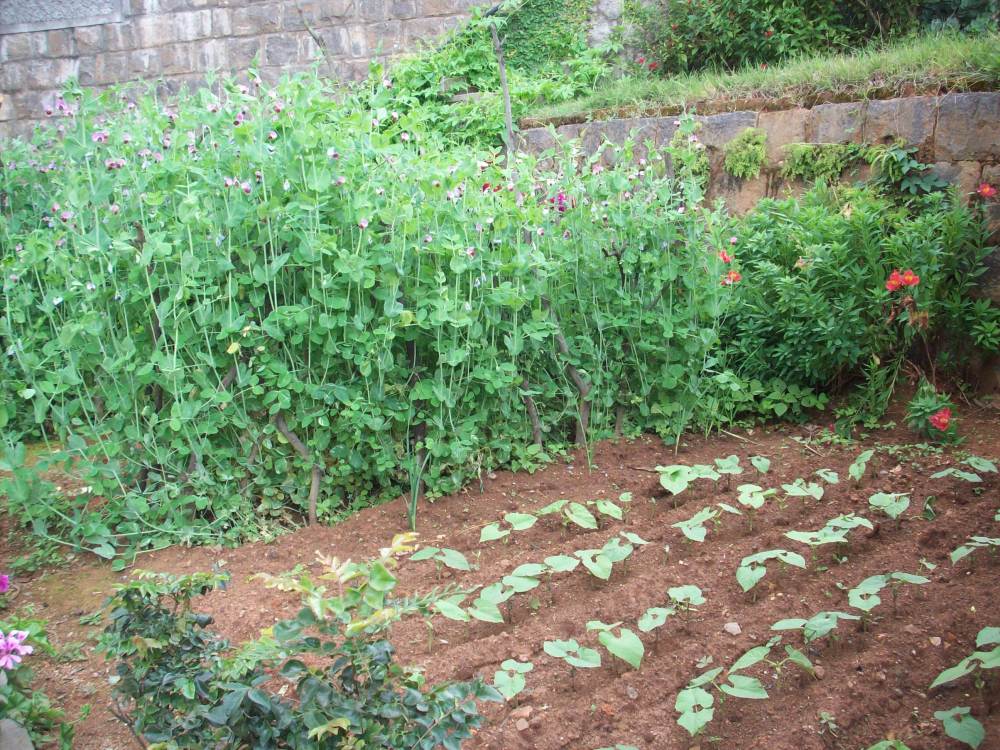 Badagas of the Blue Mountains | …their unique history, origin, culture ...